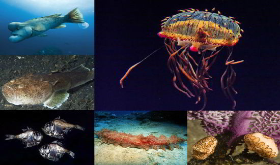 30 Most Weird Ocean Creatures Ever